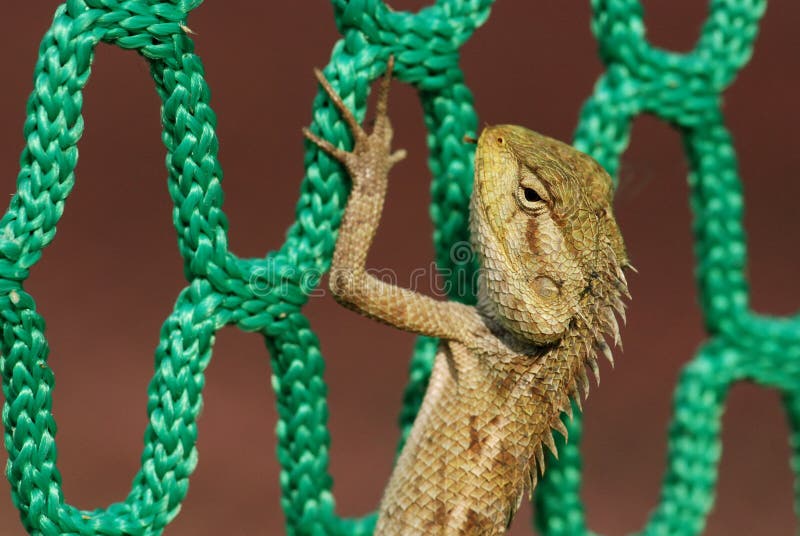 Lizard and net stock photo. Image of lizard, changeable - 2367152