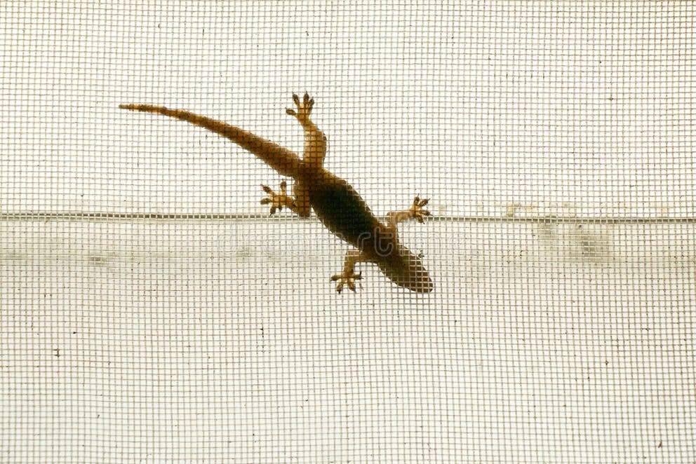 Lizard on the net stock photo. Image of life, glass - 113808306