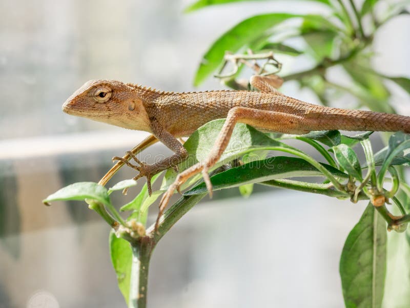Lizard stock photo. Image of foraging, claws, plants - 52671898
