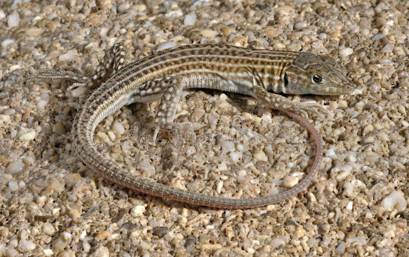 Lizard Ophisops Was Spotted at a Hotel in Cyprus Stock Photo - Image of ...