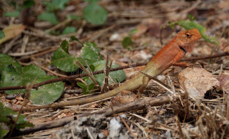 Lizard Orange head stock photo. Image of reptile, animal - 67075918