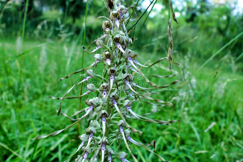 Lizard orchid stock image. Image of hircinum, flower - 250397923