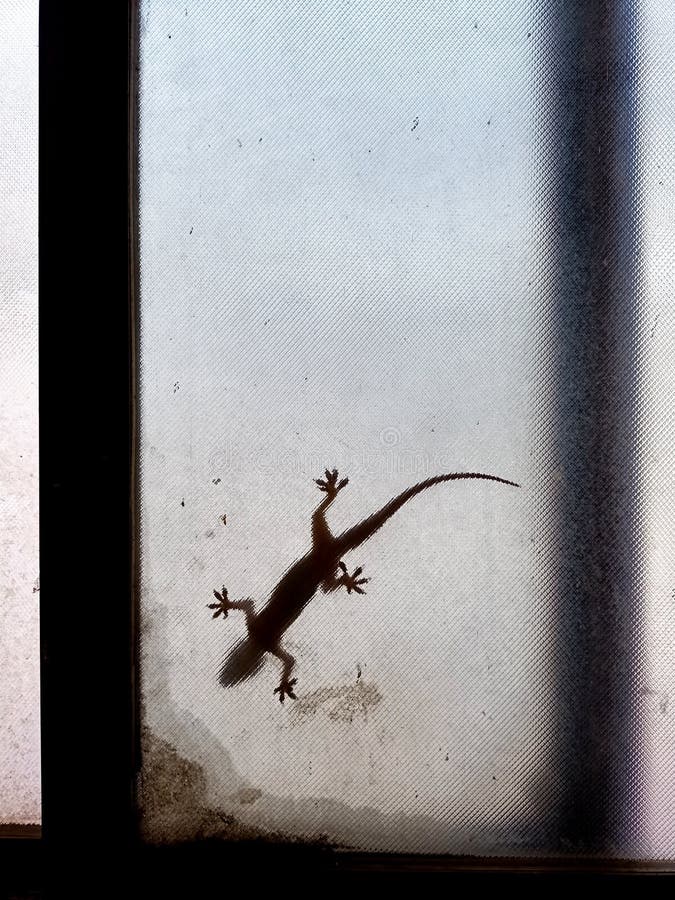 Lizard on the Other Side of the Window Stock Photo - Image of insect ...