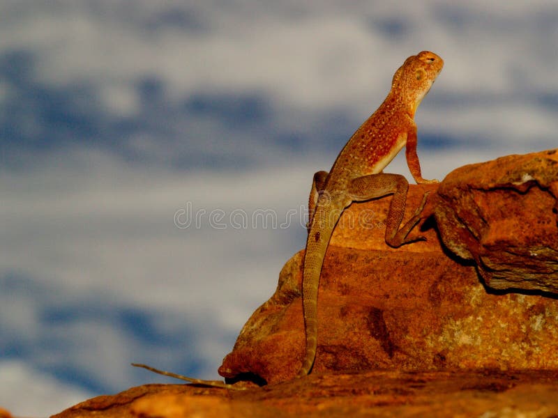 Lizard in the Outback stock photo. Image of reptile, dinosaur - 8976576