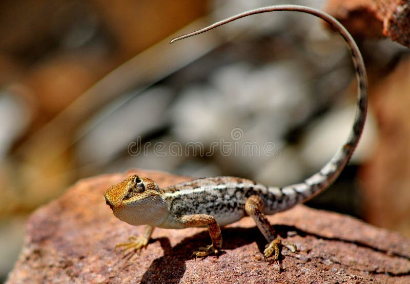 Lizard in the Outback stock photo. Image of reptile, dinosaur - 8976576