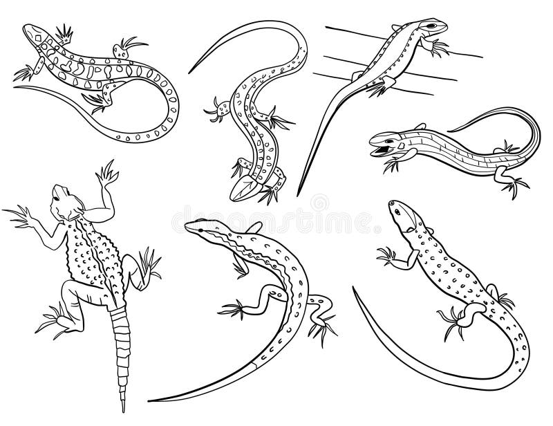 Lizard Outline Silhouette Vector Set Isolated on White Stock Vector ...