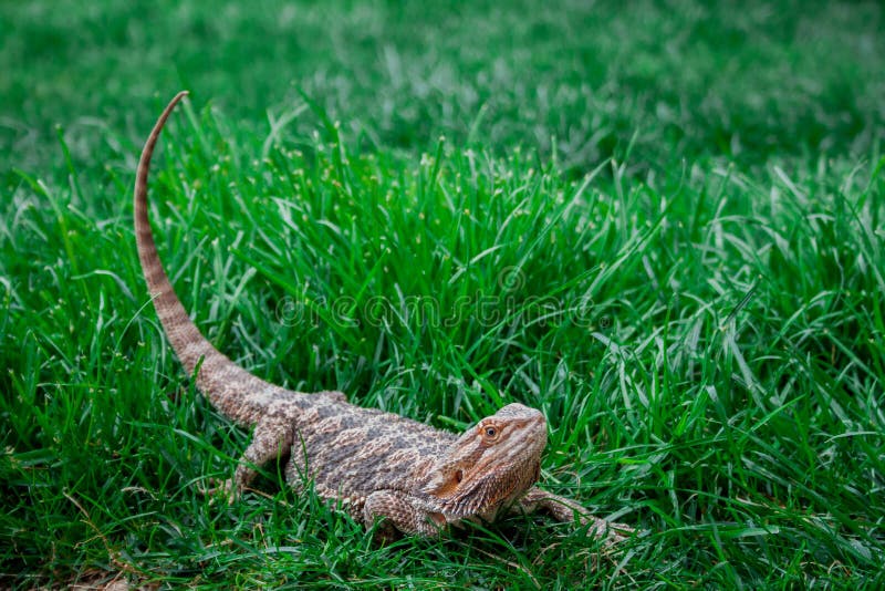 Lizard on the outside lawn stock image. Image of macro - 114662619