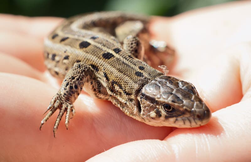 Lizard on palm stock photo. Image of reptile, animals - 20384208