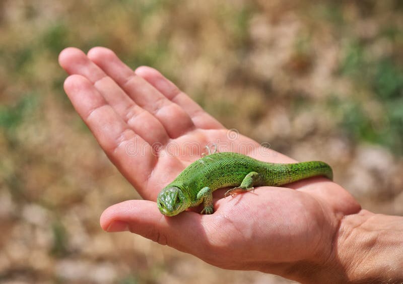 Lizard on the palm stock image. Image of hand, outdoors - 24853281