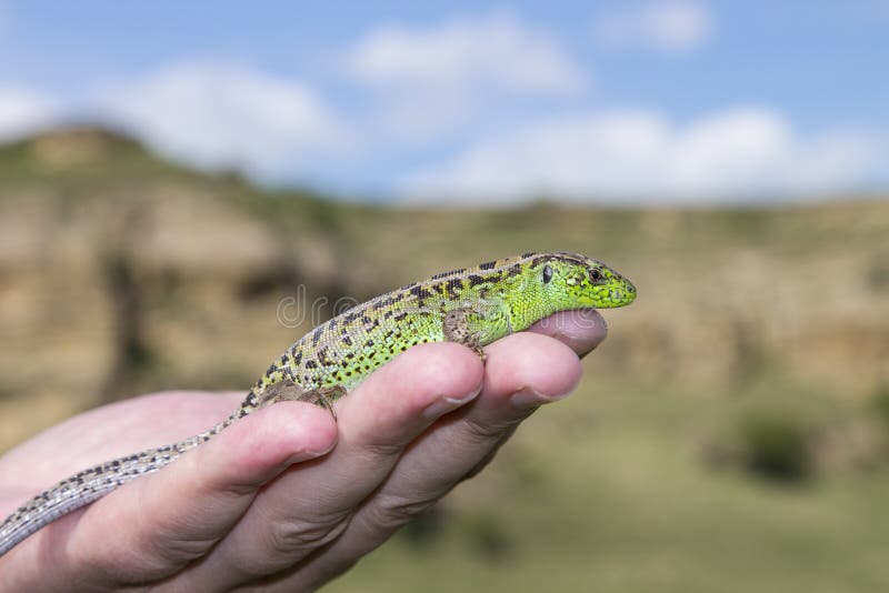 Lizard on the palm stock image. Image of beauty, macro - 31351383
