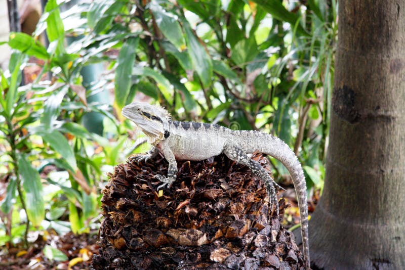 Lizard on a palm stump stock image. Image of skin, tail - 38211341