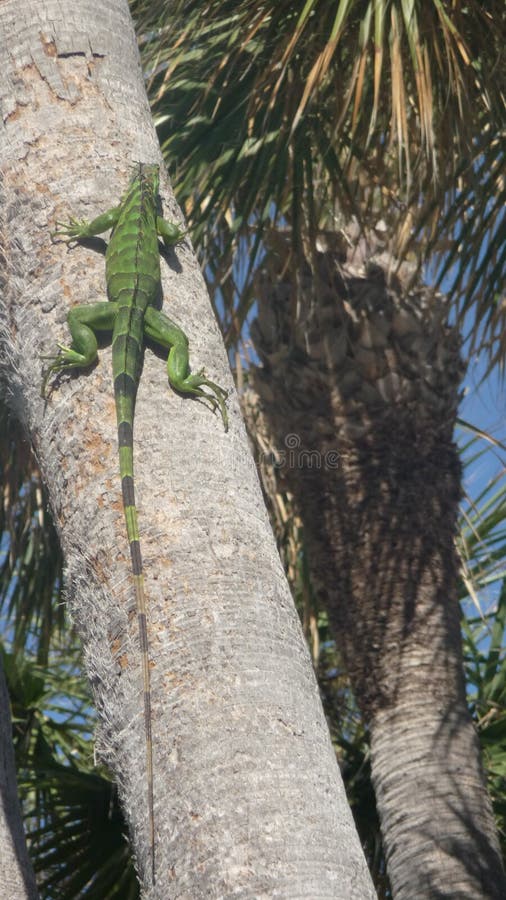 Lizard in palm tree stock image. Image of striped, leaves - 18774795
