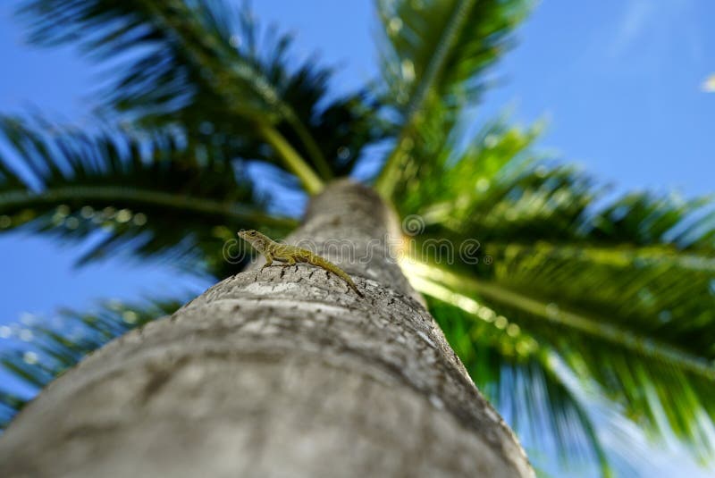 Lizard on a Palm Tree stock photo. Image of wild, environment - 56168270