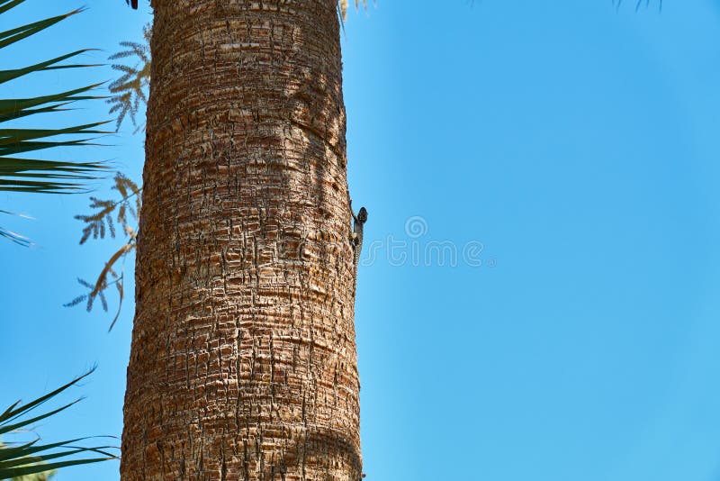 Lizard on palm stock photo. Image of blue, lizard, tropic - 100064008