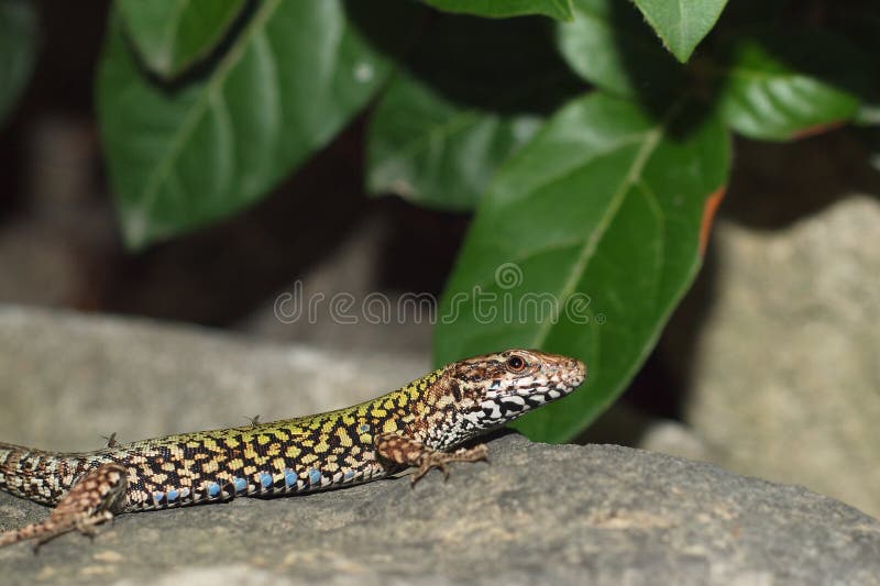 Lizard with Parasites on Its Back Stock Image - Image of profile, fauna ...