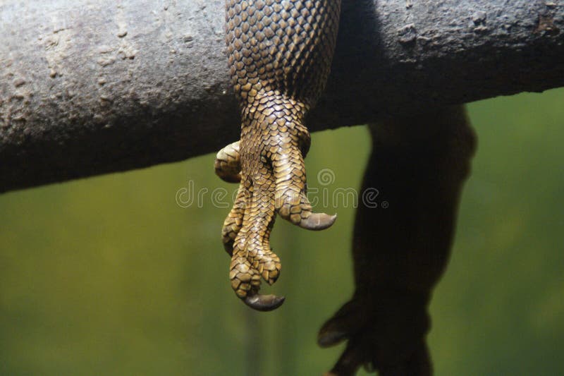 Free Animals (Reptiles & Amphibians) pictures, photos & images ...