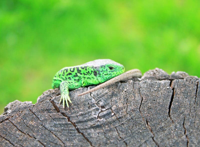 Lizard on a Peace of Wood stock image. Image of nature - 24626359
