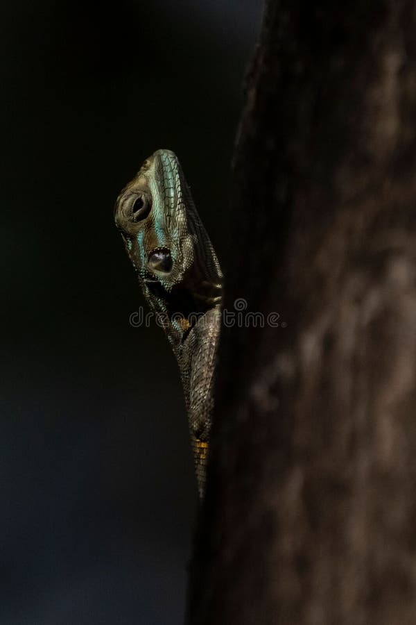 Lizard Peeking from Behind a Tree in Dim Light. Stock Image - Image of ...