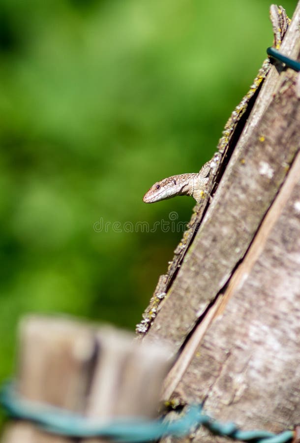 A lizard peeking out stock photo. Image of common, lacertidae - 223131190