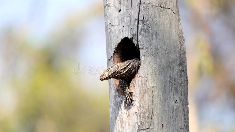 Lizard Peeking from Tree Hole in Stock Footage - Video of branch, bird ...