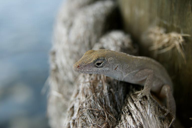 Lizard stock photo. Image of reptilia, scaly, rope, lizard - 55353578