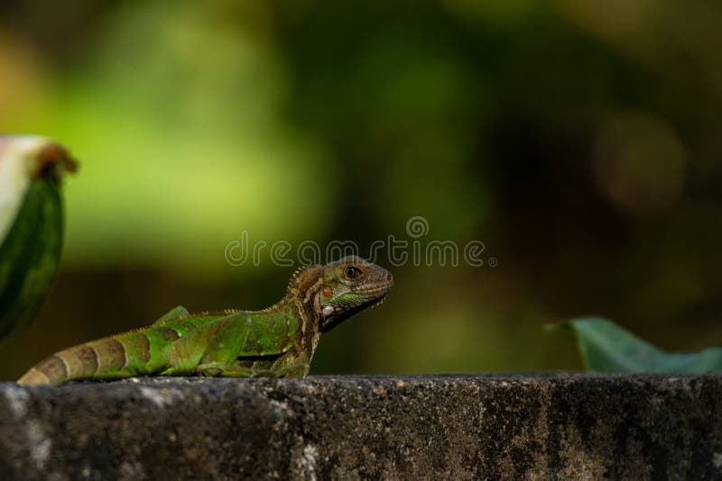Lizard Perching on the Stone Wall beside Fresh Produce Stock Photo ...
