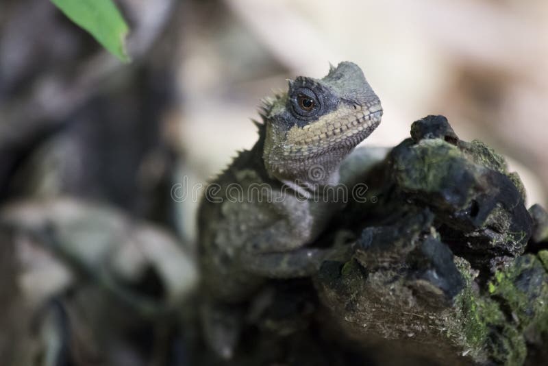 Lizard stock image. Image of jungle, lizard, peace, cute - 36221109