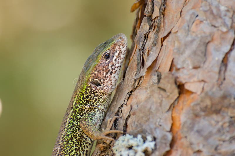 Lizard stock image. Image of trunk, green, lizard, wildlife - 78262943