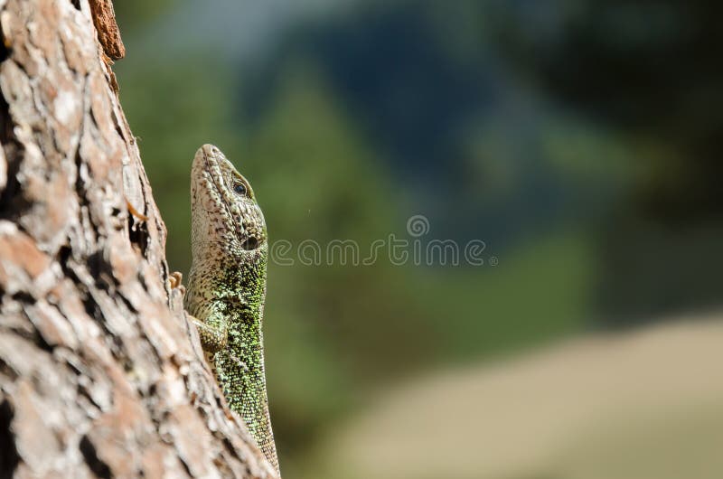 Lizard stock image. Image of reptile, wildlife, nature - 78263057