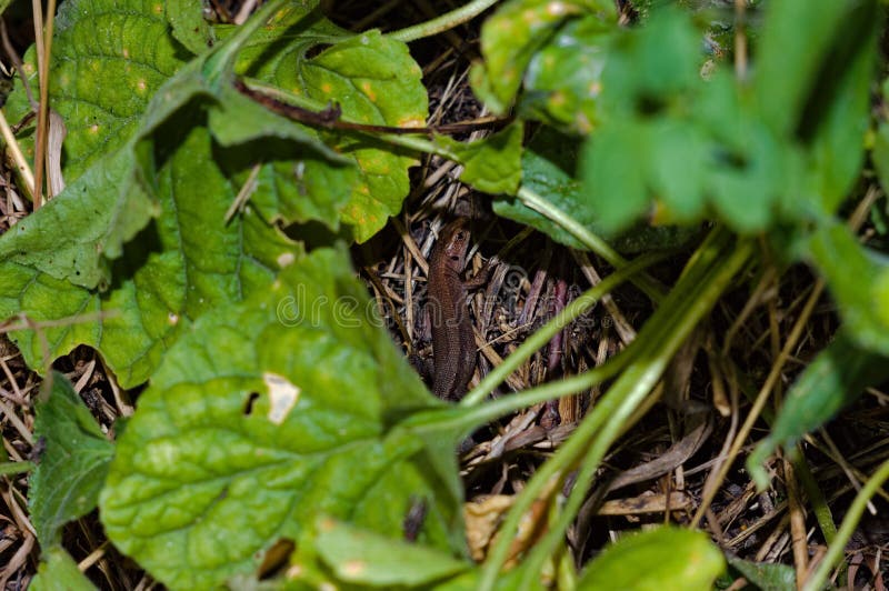 Lizard between plants stock image. Image of invertebrate - 230554345