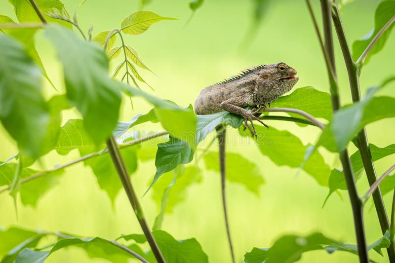 A Lizard Playing on a Tree Branch Stock Photo - Image of detail ...