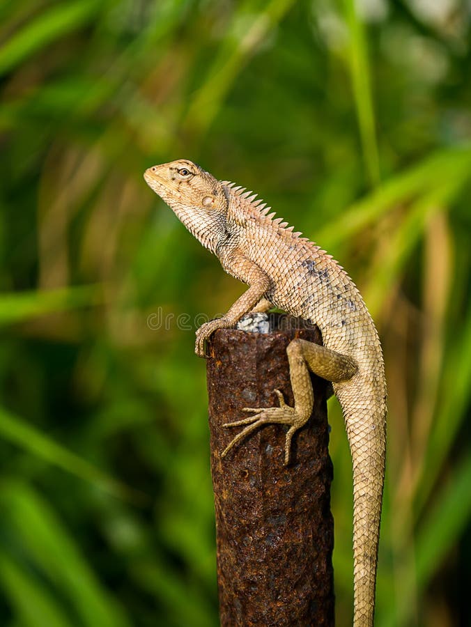 Lizard on the Pole Rust with Blur Background Stock Image - Image of ...