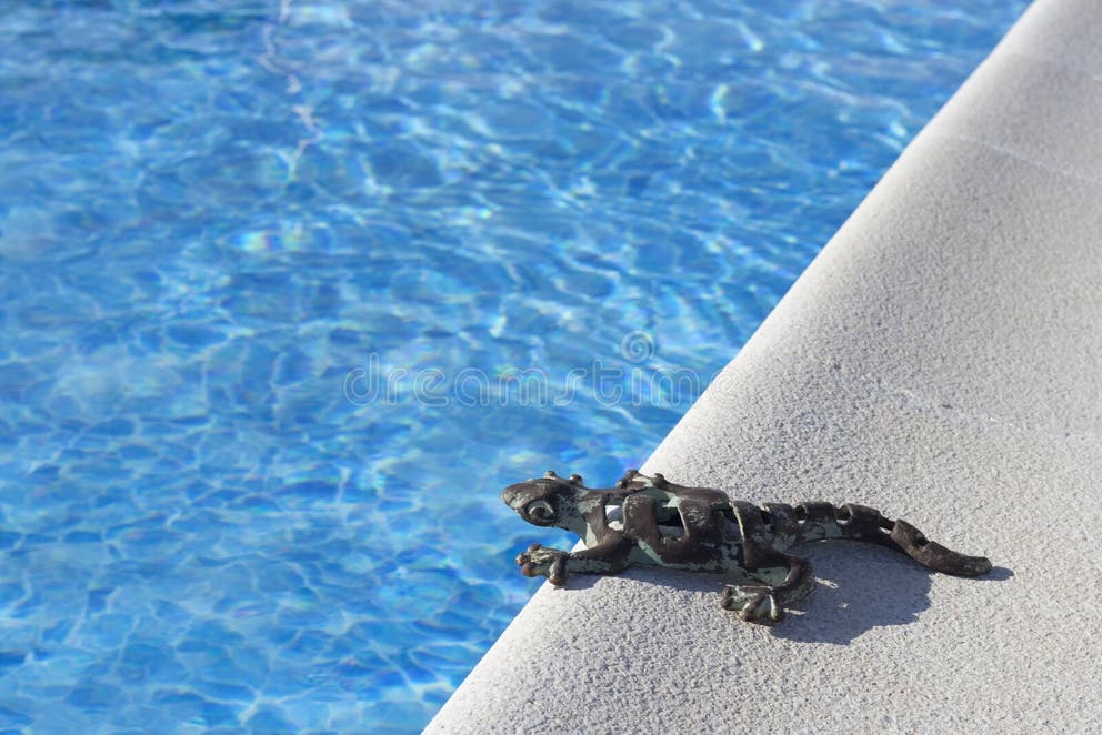 Lizard on a pool stock photo. Image of green, light - 149485926