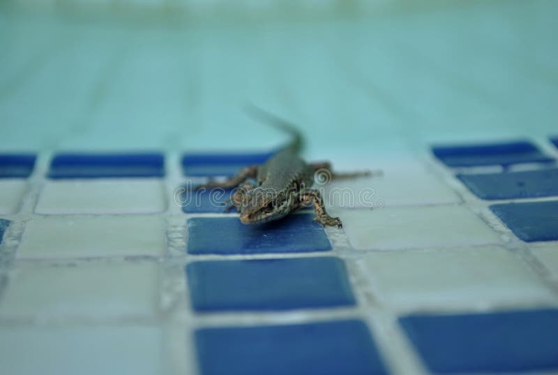 The Lizard in the pool stock photo. Image of white, berrys - 127125242