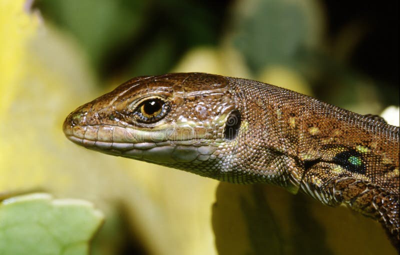 Lizard portrait stock image. Image of profiles, zoology - 18842501