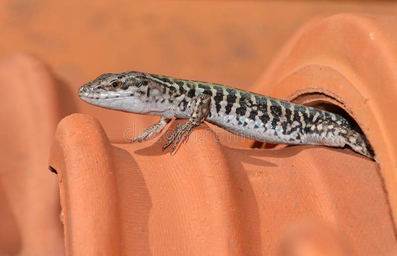 Lizard portrait stock photo. Image of details, animals - 45059806