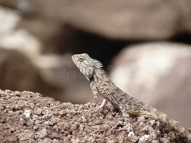 Lizard Portrait Photography Stock Photo - Image of portrait, branch ...