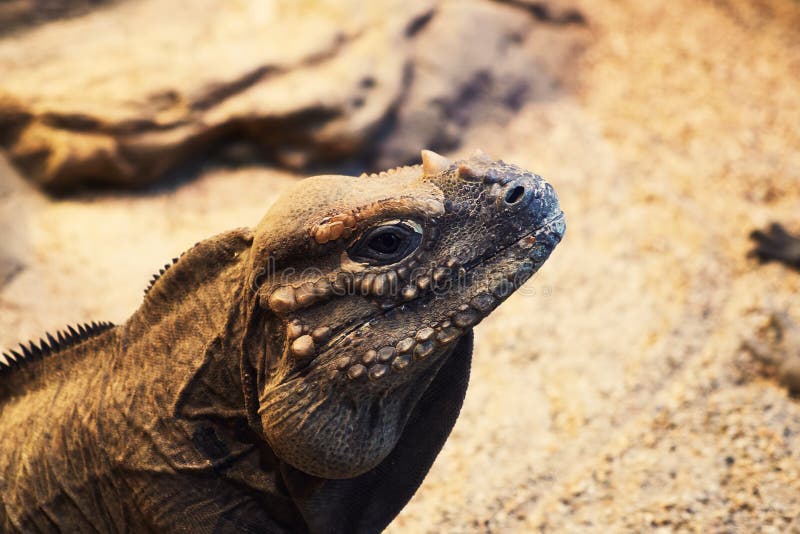 Lizard stock photo. Image of black, mayan, open, family - 56623584