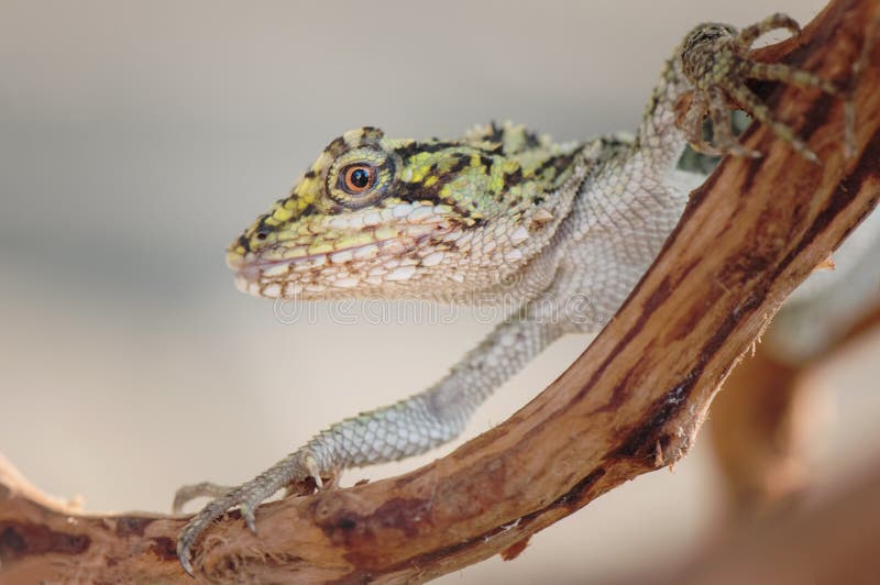 Lizard Pose stock image. Image of macro, indonesia, soft - 95374343