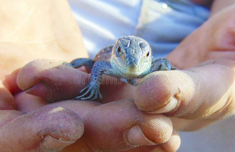 Field Lizard Held in His Arms. Stock Image - Image of held, lizard ...