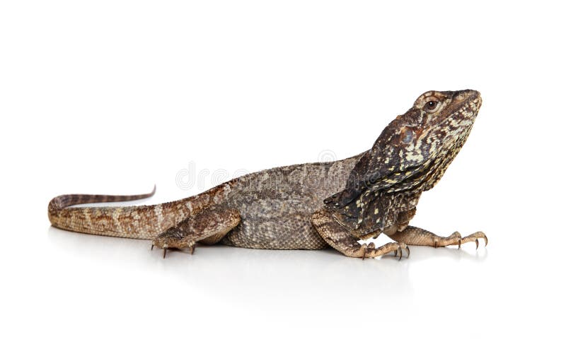 Lizard on white background stock image. Image of exotic - 124109317