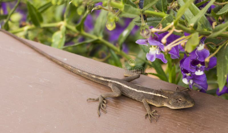 Lizard with Purple Stripes on Wall Stock Image - Image of hagedissen ...