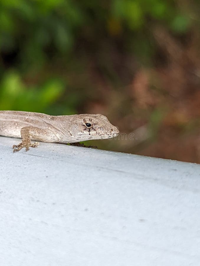 Lizard on railing stock image. Image of animal, wildlife - 271783767