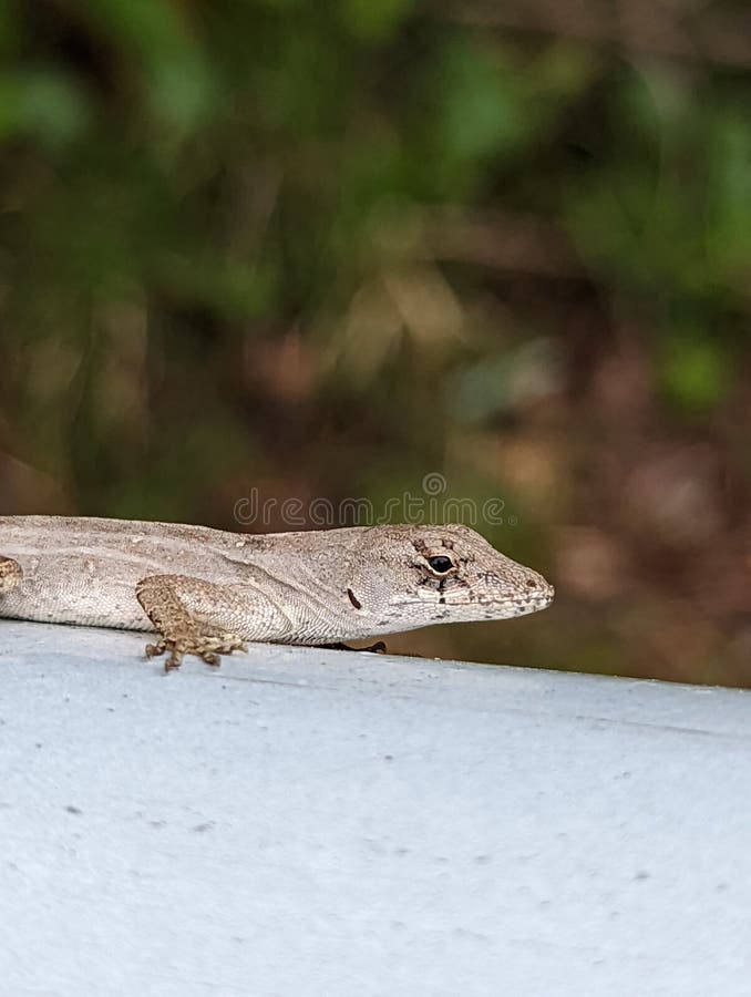 Lizard on railing stock photo. Image of reptile, wildlife - 271783770