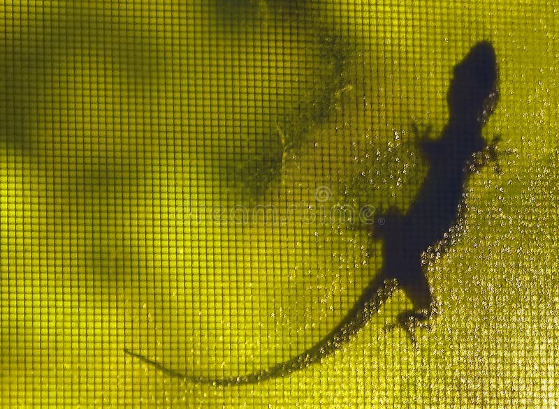 Lizard in the rain forest stock photo. Image of nature - 35978014