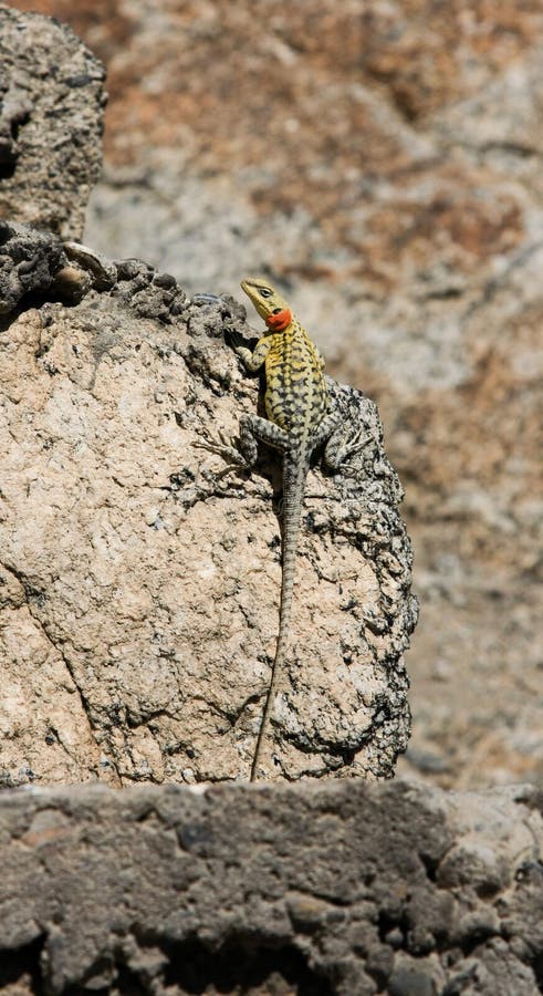 Lizard with Red Neck on the Stones Stock Image - Image of animal ...