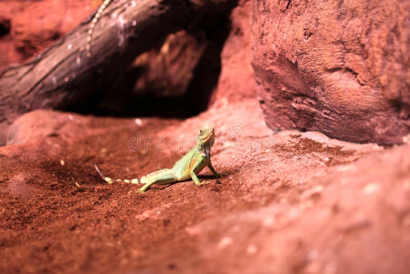 The lizard on red sand stock image. Image of crawling - 46440555
