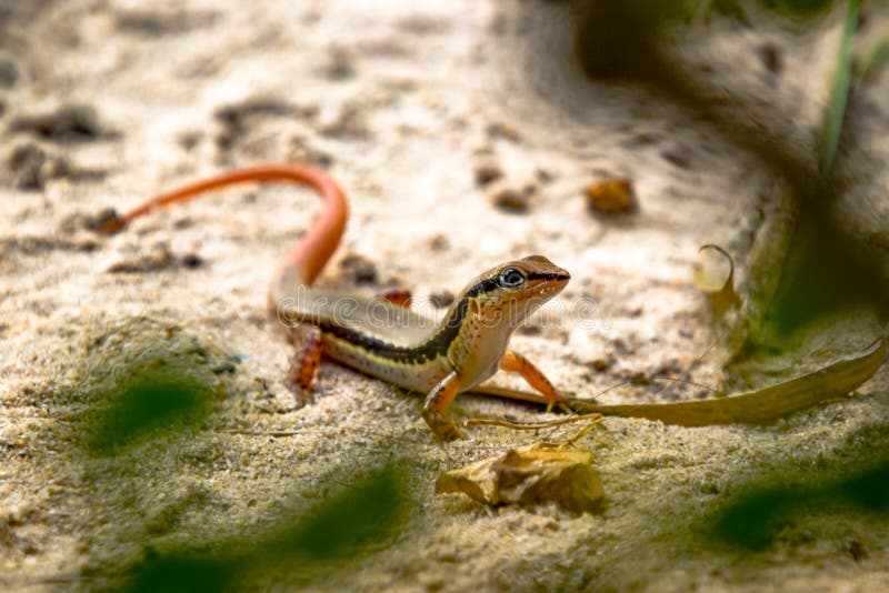Lizard with Red Tail on Sandy Ground Stock Photo - Image of firetail ...