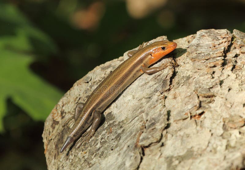 Lizard with Regenerating Tail Stock Image - Image of natural, nails ...