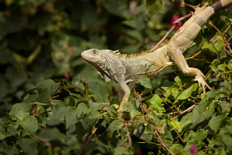 Lizard stock image. Image of loundging, relaxing, four - 53192493
